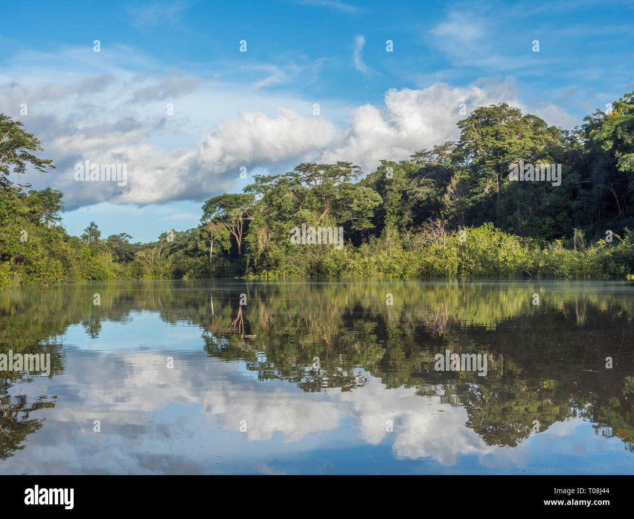 View of Coati Lagoon near the Javari River, the tributary of the Amazon ...