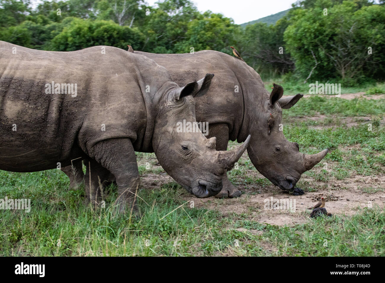 Rhino health hi-res stock photography and images - Alamy