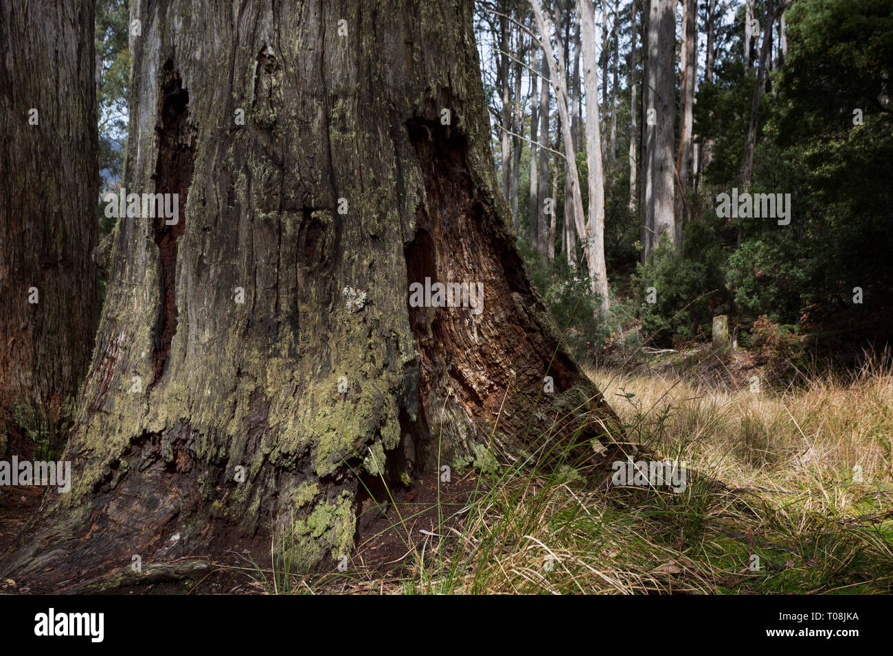 Tree decay australia hi-res stock photography and images - Alamy