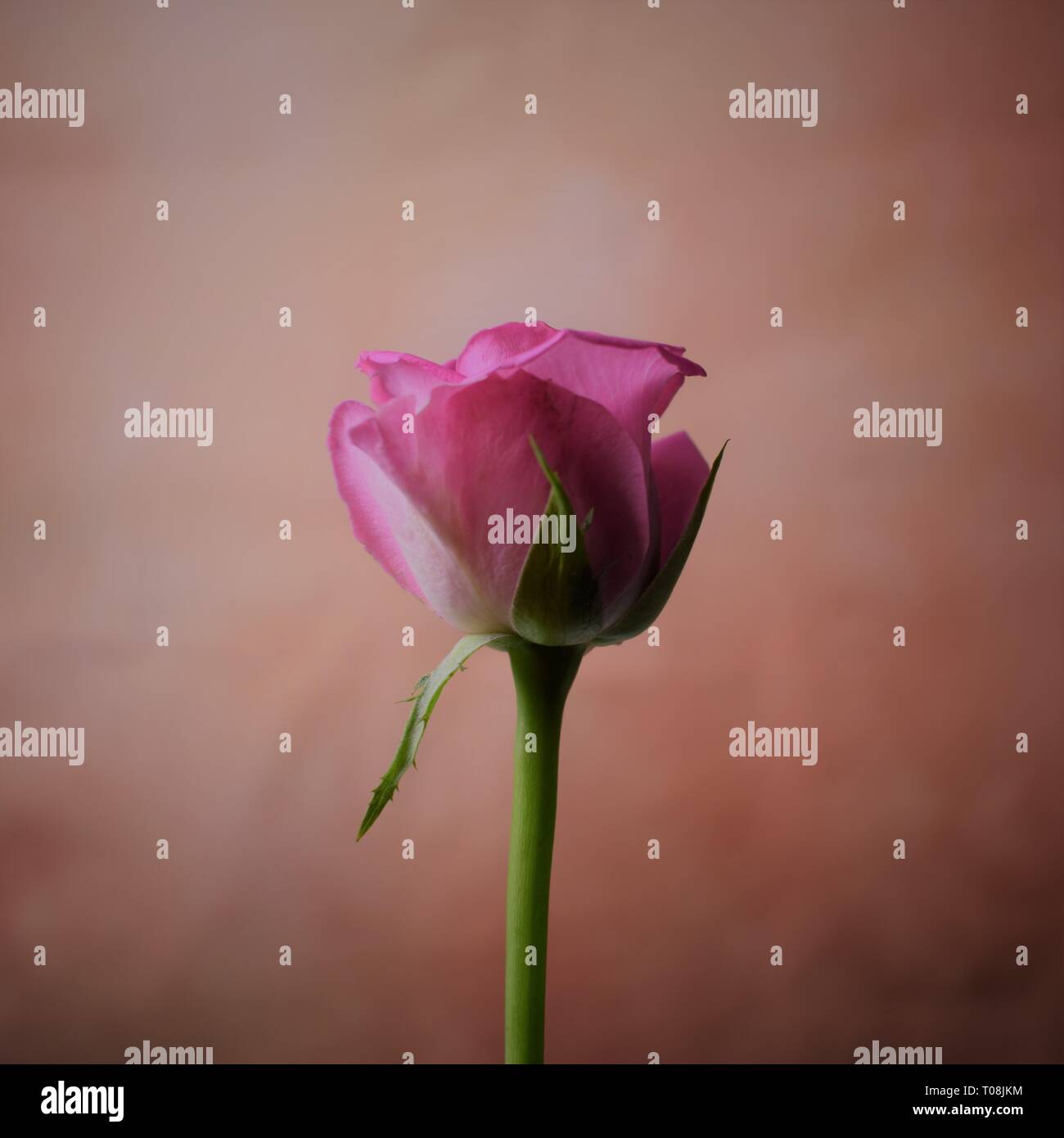 Pink Rose against pink backdrop Stock Photo - Alamy