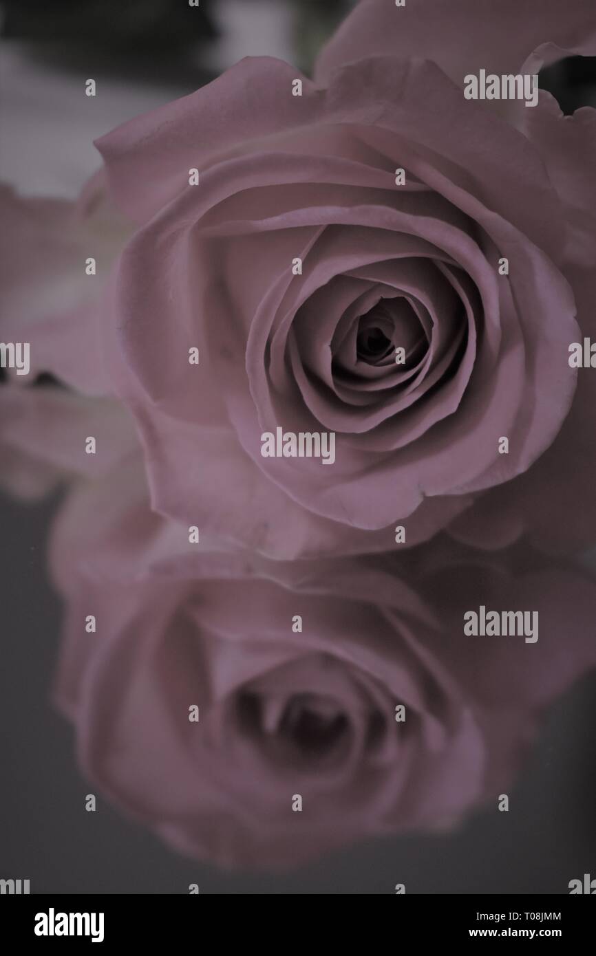 Pink rose and its reflection Stock Photo - Alamy