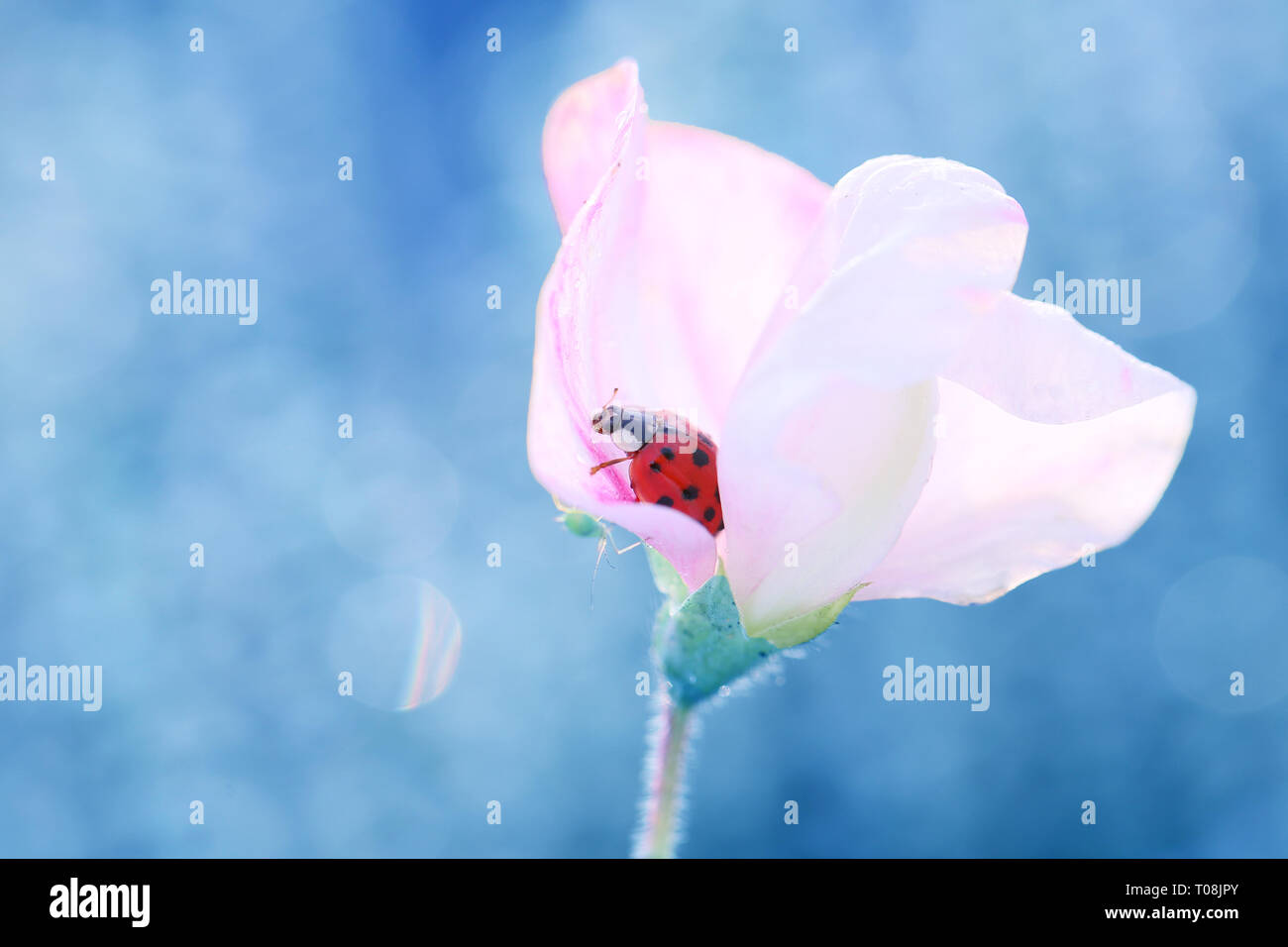 Ladybug living in my garden is beautiful Stock Photo - Alamy