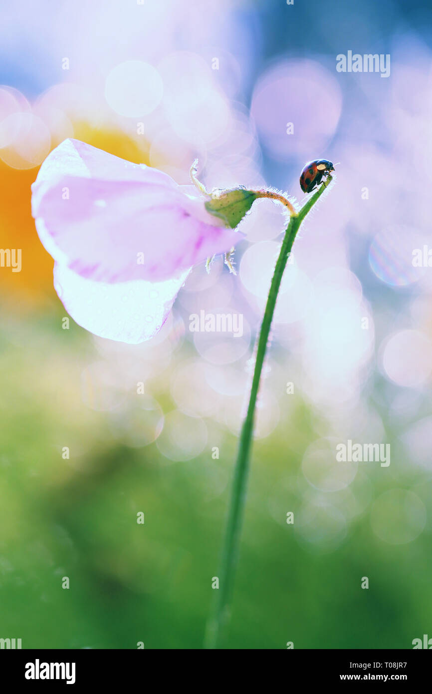Ladybug living in my garden is beautiful Stock Photo - Alamy