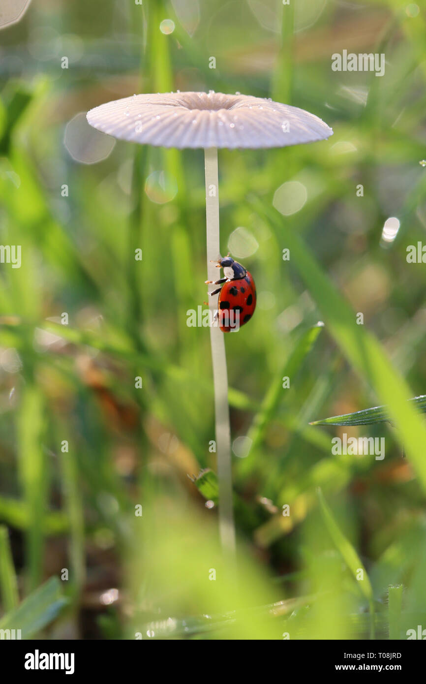 Ladybug living in my garden is beautiful Stock Photo - Alamy