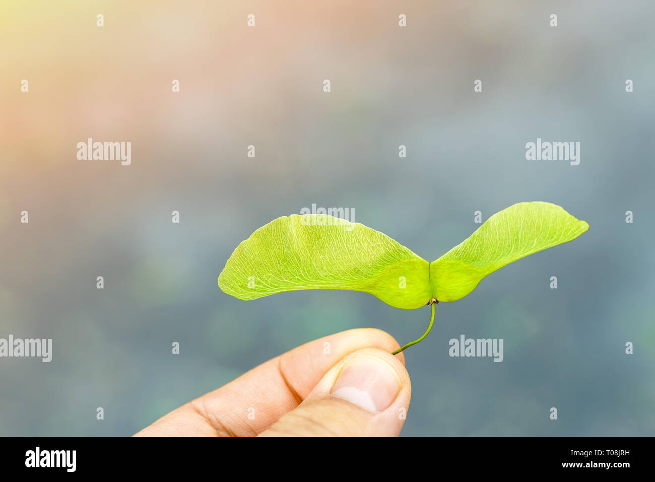 Close-up hand holding green maple seed. Flying seeding. Beautiful ...