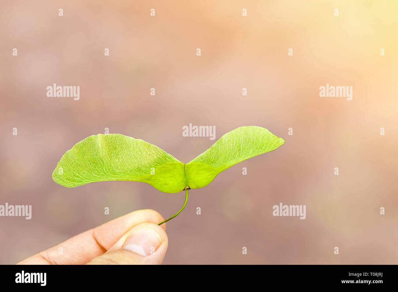 Close-up hand holding green maple seed. Flying seeding. Beautiful ...