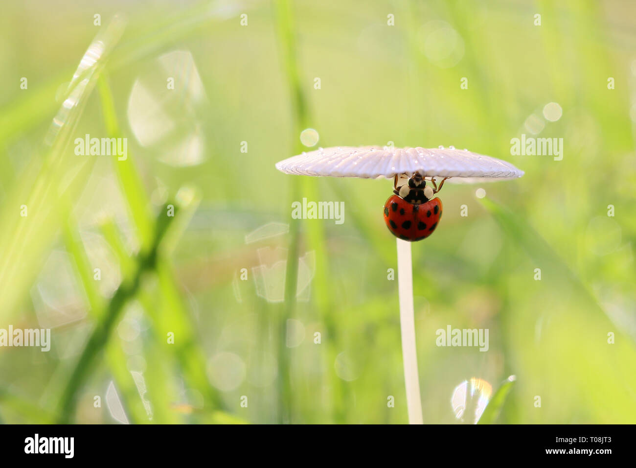 Ladybug living in my garden is beautiful Stock Photo - Alamy