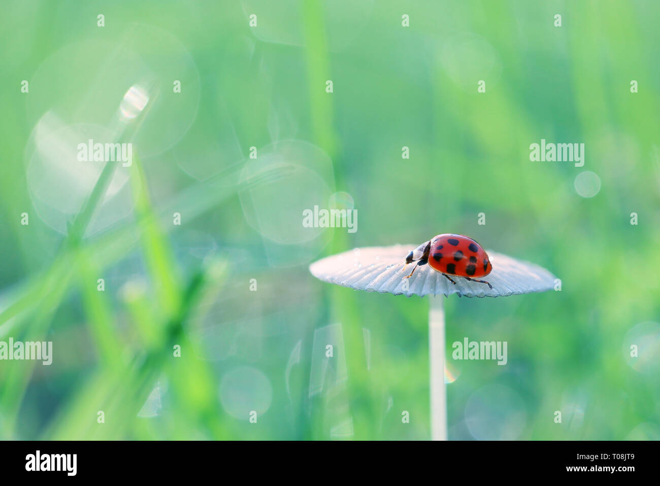 Ladybug living in my garden is beautiful Stock Photo - Alamy
