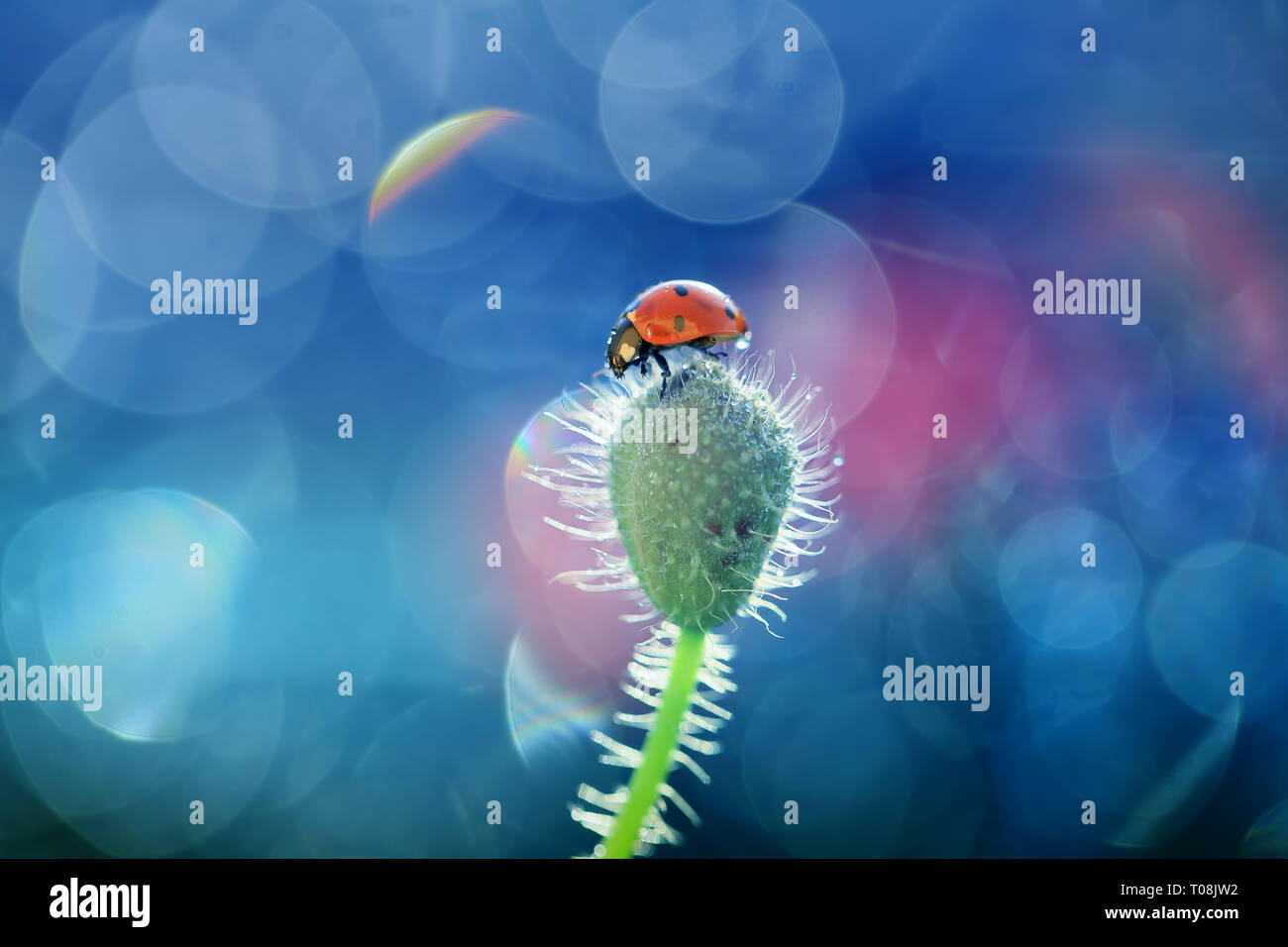 Ladybug living in my garden is beautiful Stock Photo - Alamy