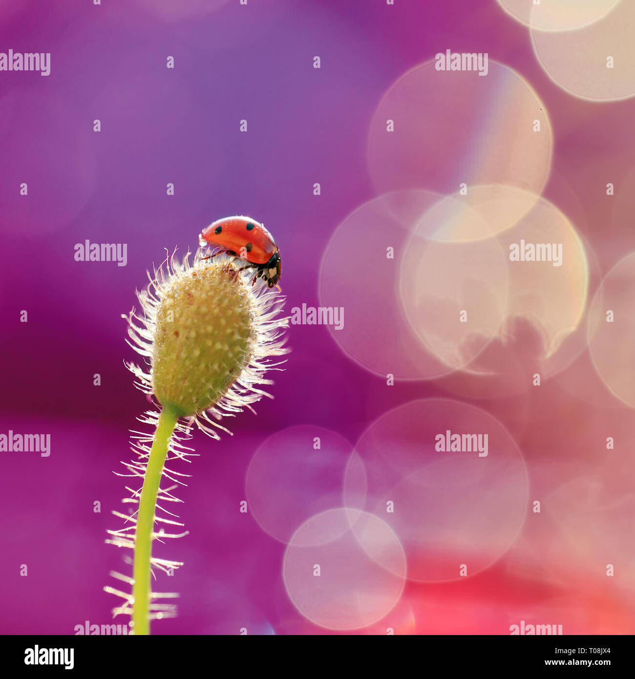 Ladybug living in my garden is beautiful Stock Photo - Alamy