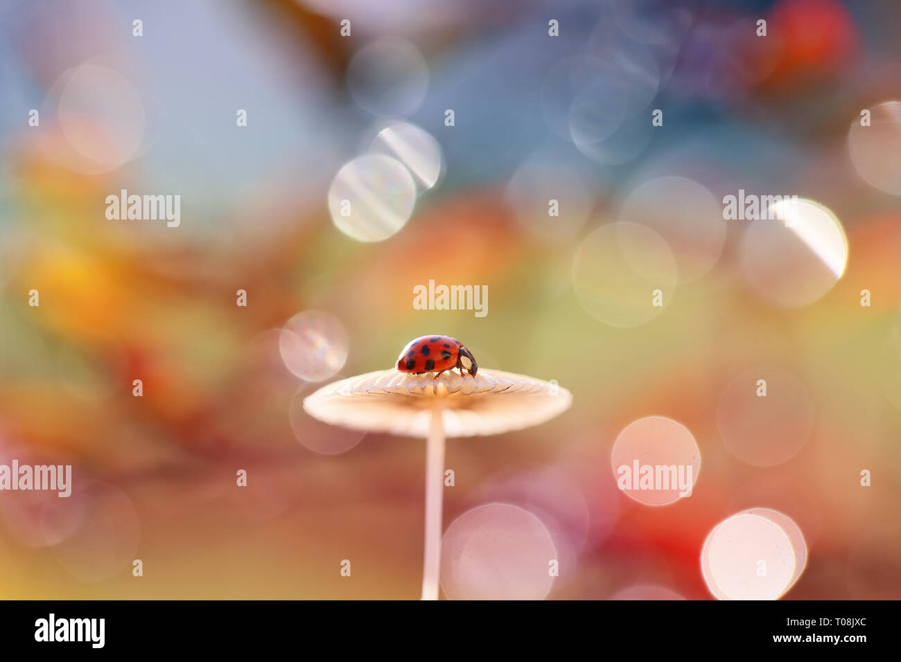 Ladybug living in my garden is beautiful Stock Photo - Alamy