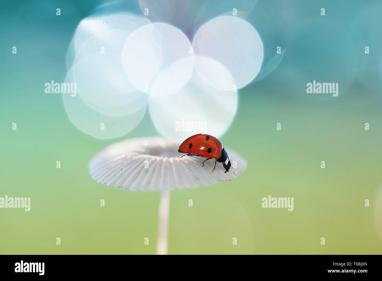 Ladybug living in my garden is beautiful Stock Photo - Alamy
