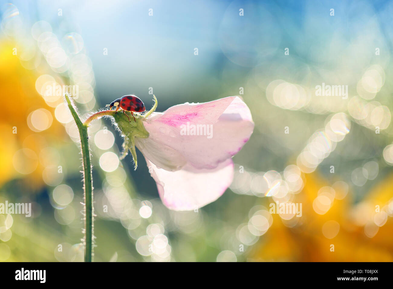 Ladybug living in my garden is beautiful Stock Photo - Alamy