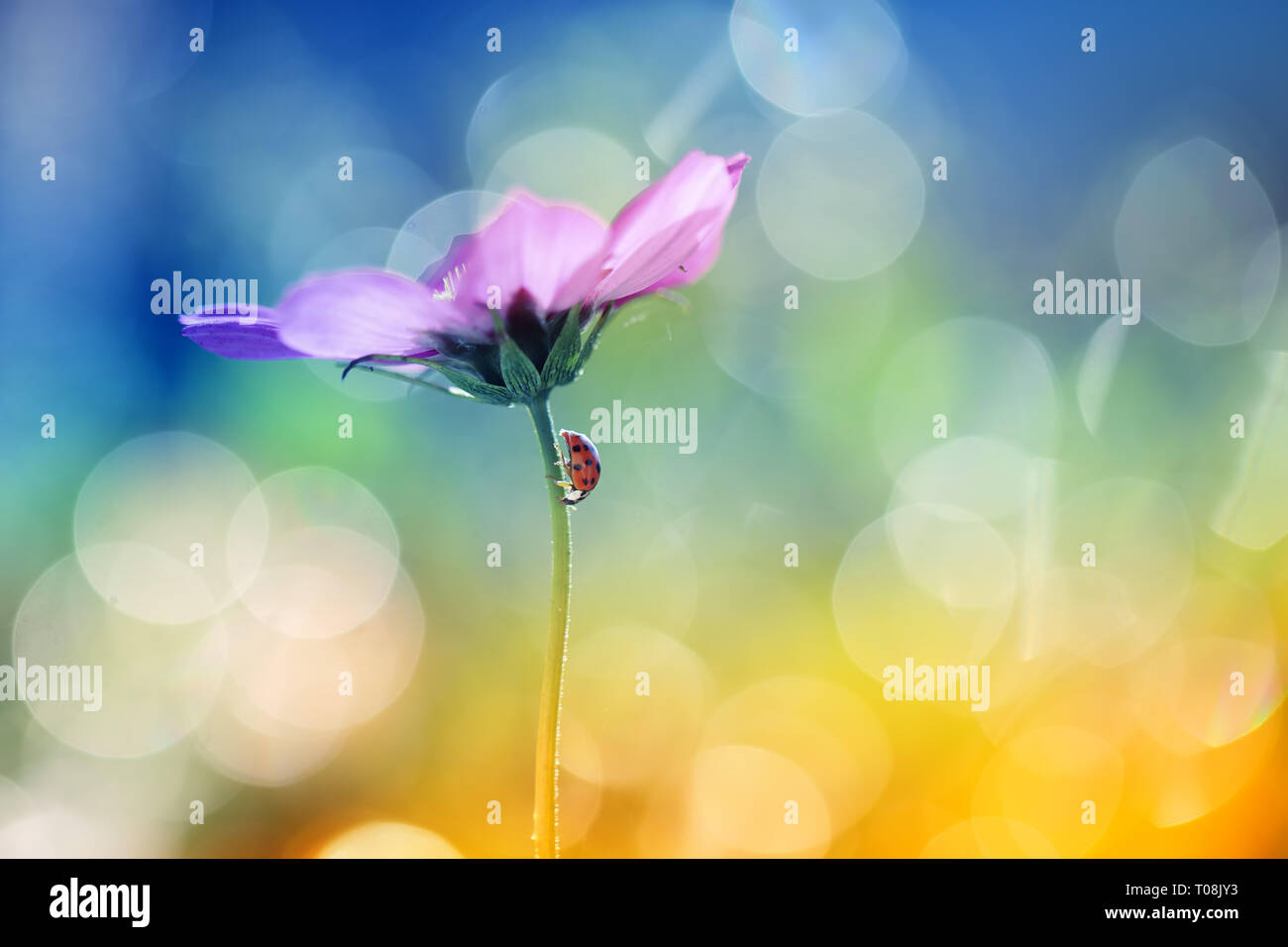 Ladybug living in my garden is beautiful Stock Photo - Alamy