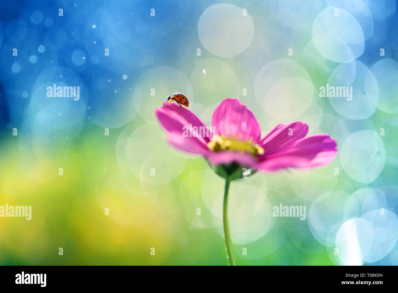 Ladybug living in my garden is beautiful Stock Photo - Alamy