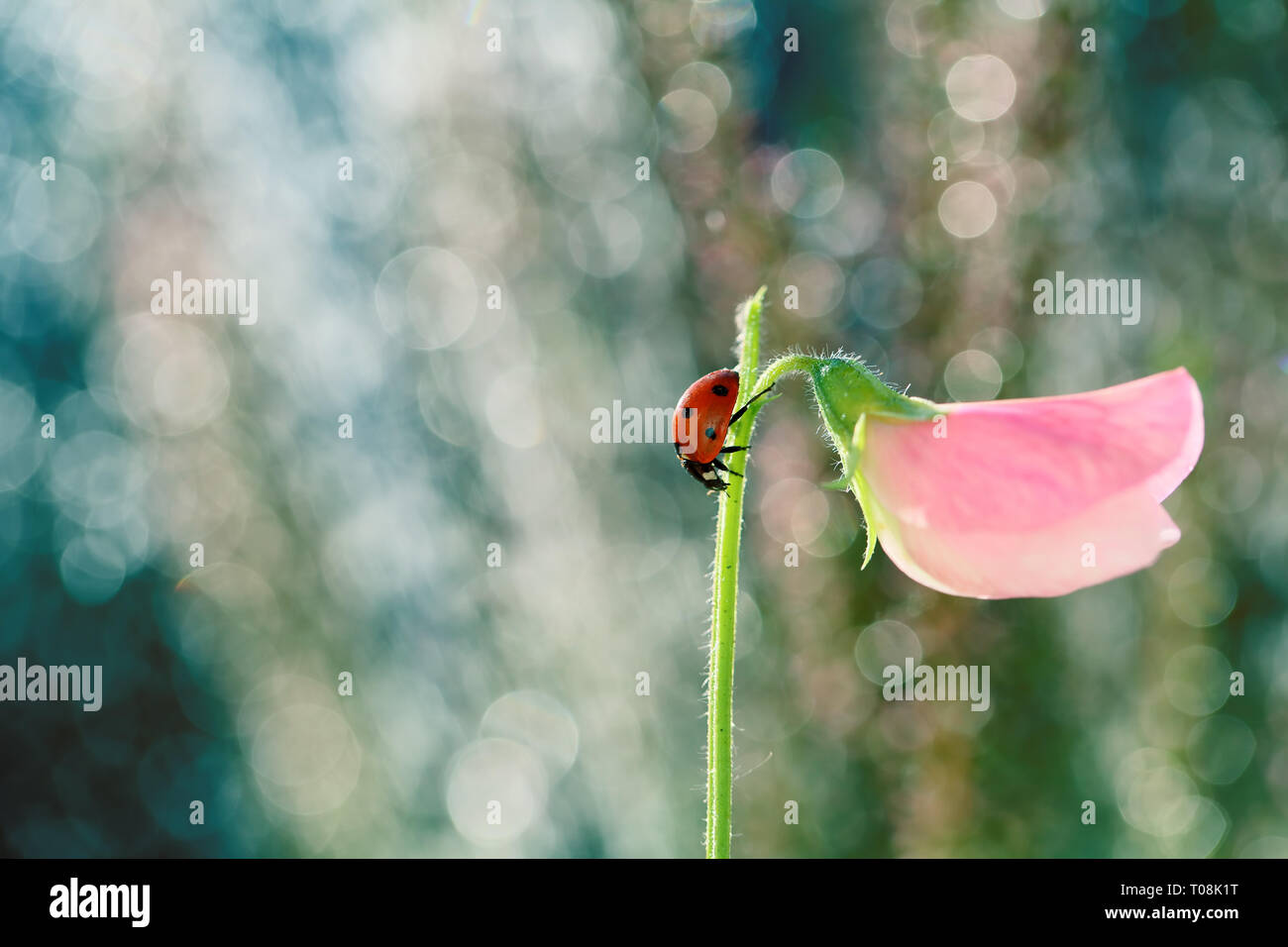 Ladybug living in my garden is beautiful Stock Photo - Alamy