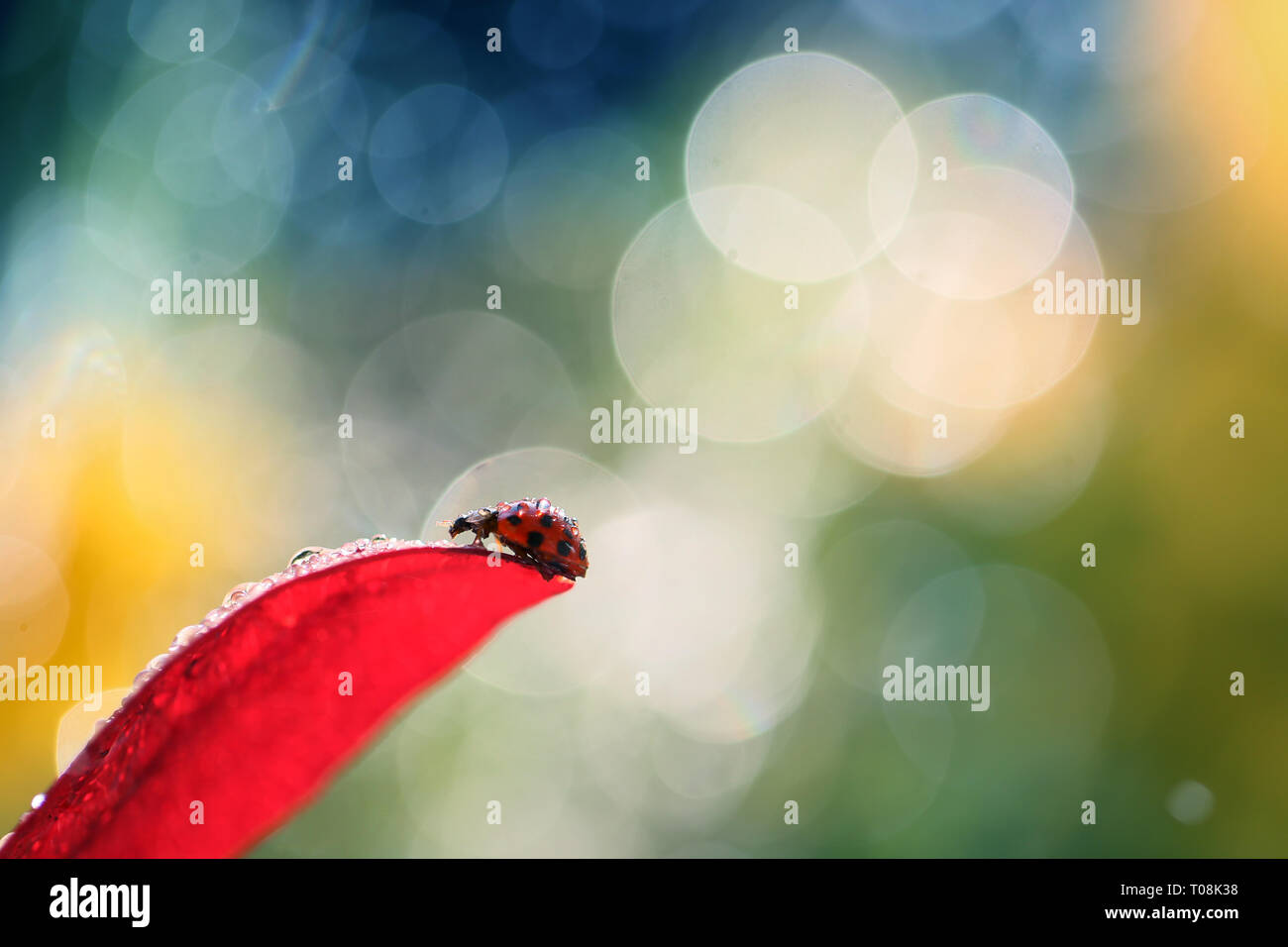 Ladybug living in my garden is beautiful Stock Photo - Alamy