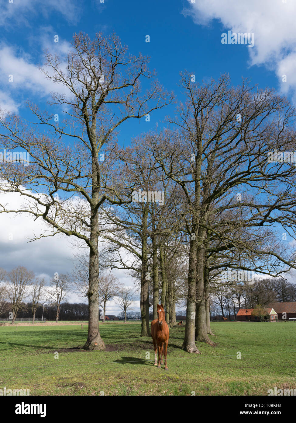 brown horse and large oak trees in dutch countryside near Amersfoort ...
