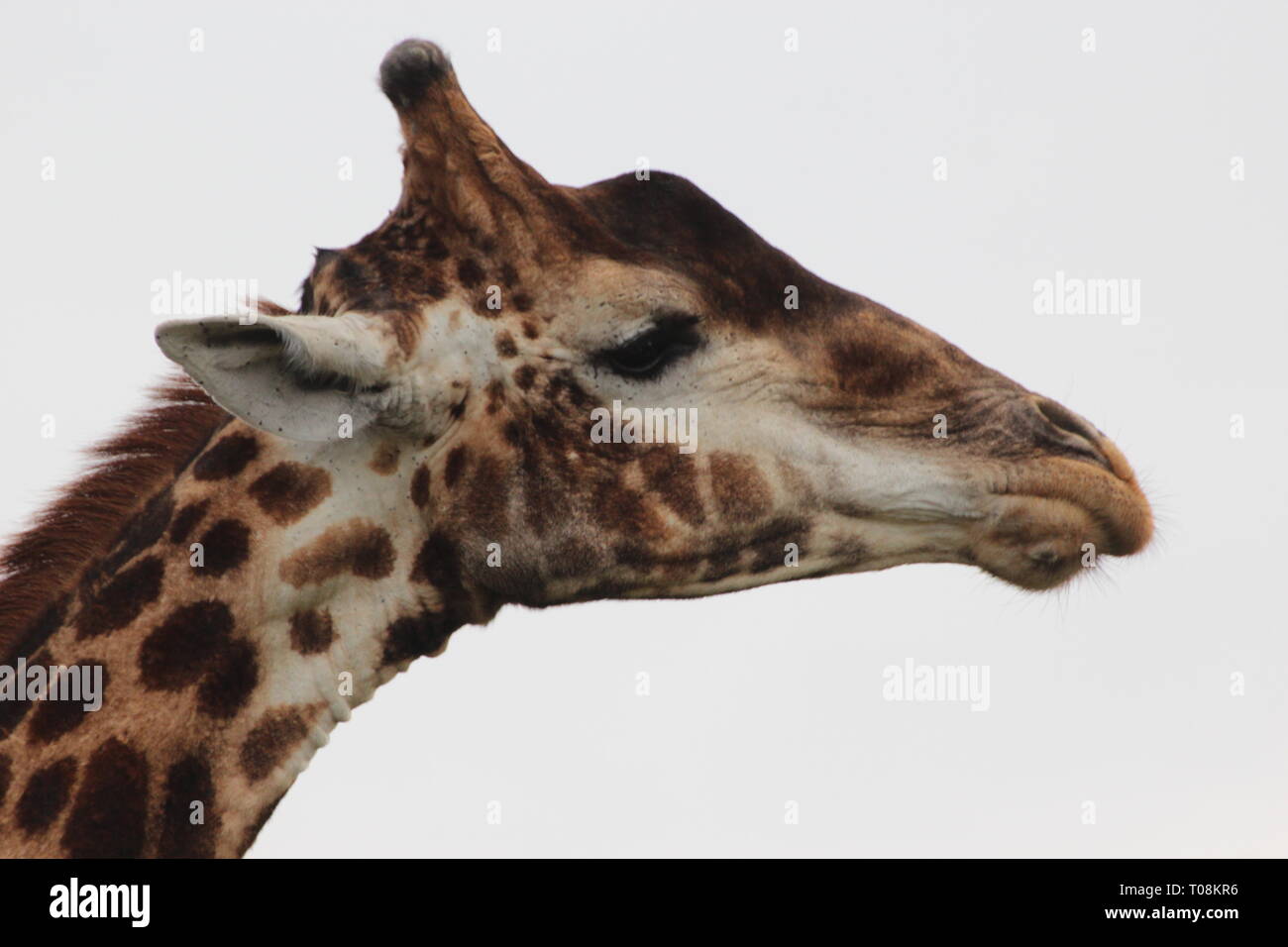 The largest animal in the world and one of the most stunning animals in ...