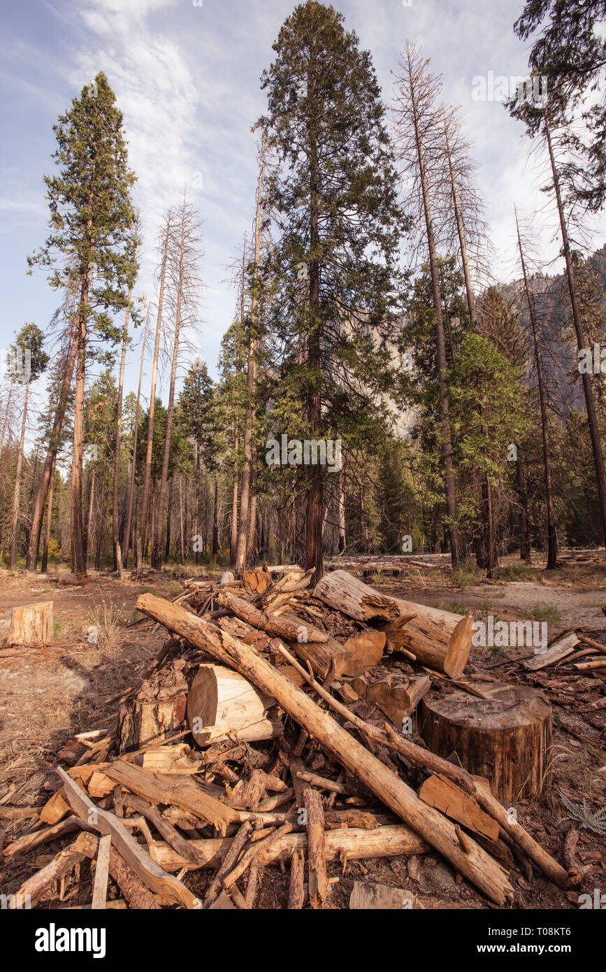 Timber pile hi-res stock photography and images - Alamy