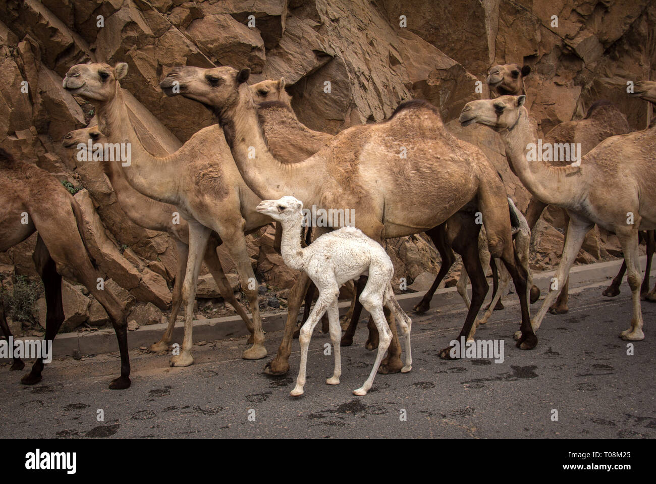 Climate resilience farming africa hi-res stock photography and images ...