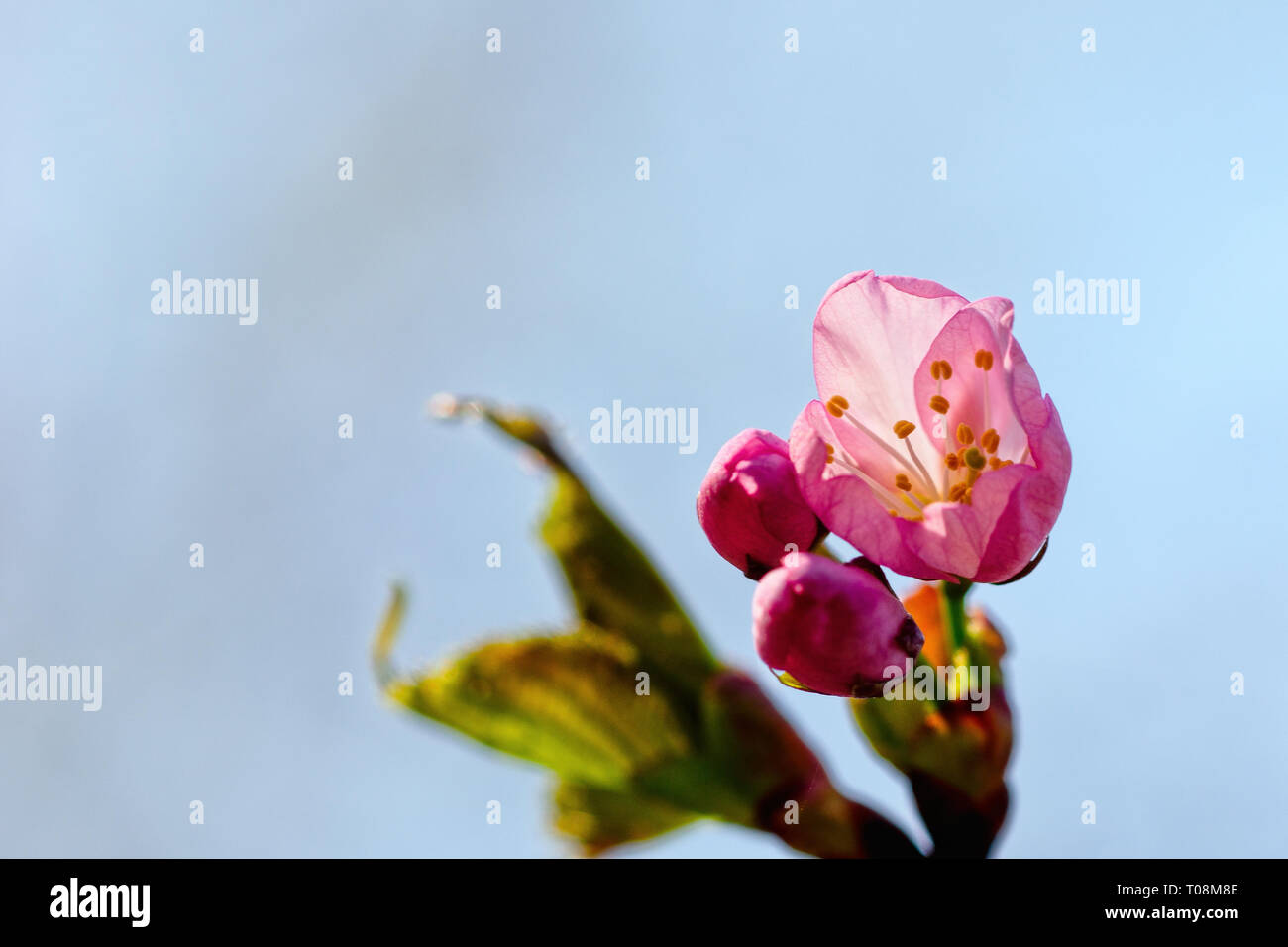 Sakura flowers or Japanese cherry blossoms in spring. Symbols of purity ...