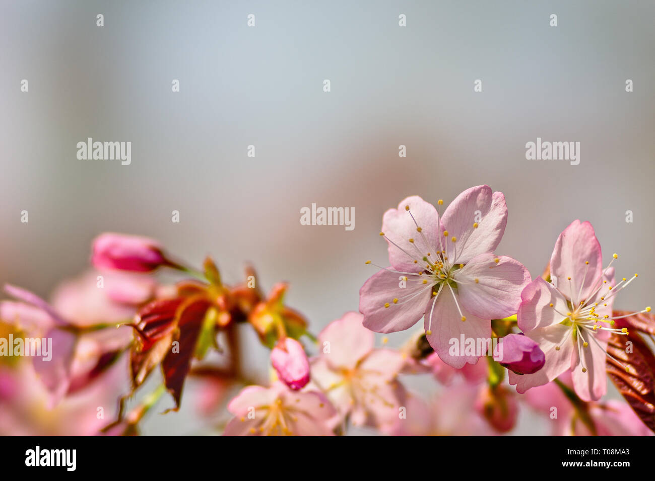 Sakura flowers or Japanese cherry blossoms in spring. Symbols of purity ...