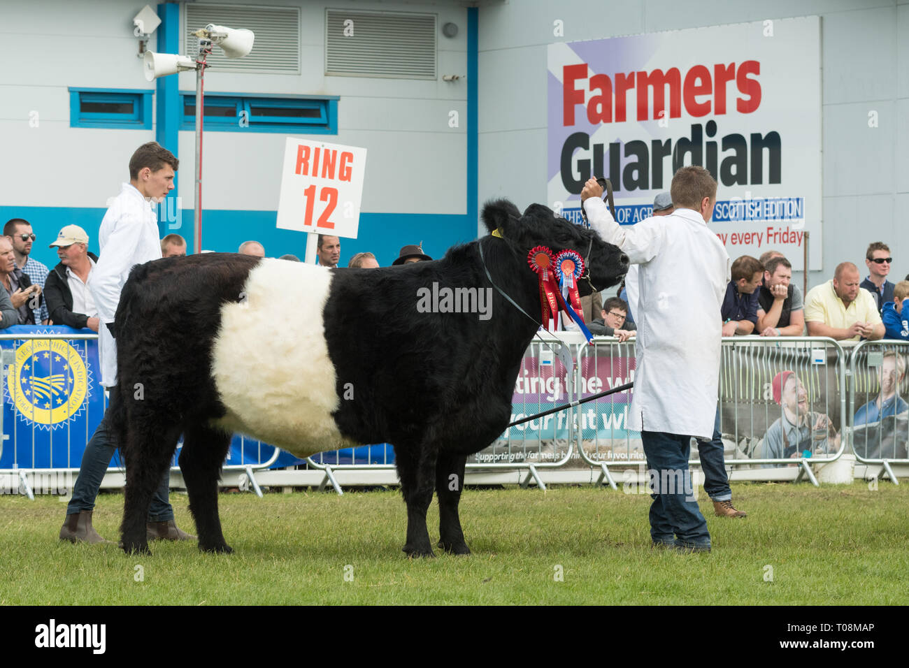 Clifton belted galloways hi-res stock photography and images - Alamy