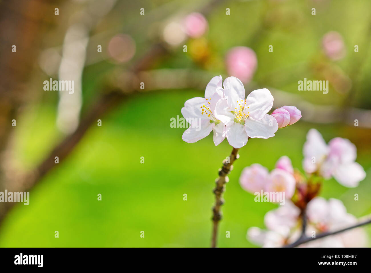 Sakura flowers or Japanese cherry blossoms in spring. Symbols of purity ...