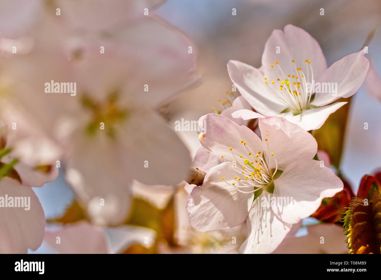 Spring Symbols High Resolution Stock Photography and Images - Alamy