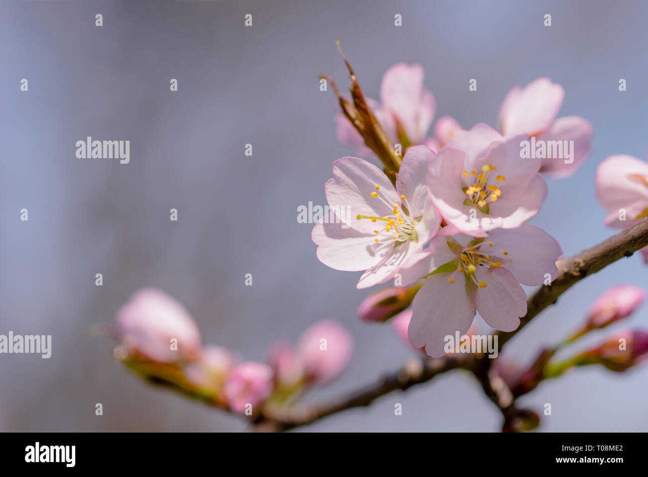 Sakura flowers or Japanese cherry blossoms in spring. Symbols of purity ...