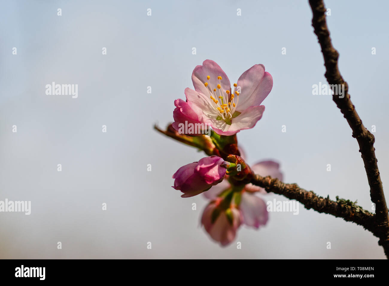Sakura flowers or Japanese cherry blossoms in spring. Symbols of purity ...