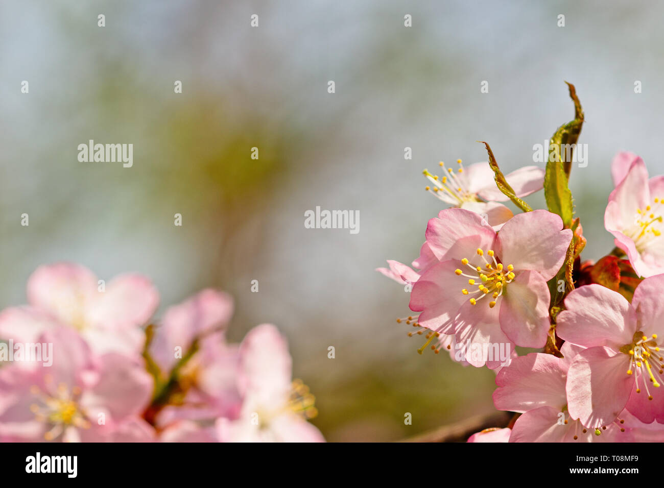 Sakura flowers or Japanese cherry blossoms in spring. Symbols of purity ...