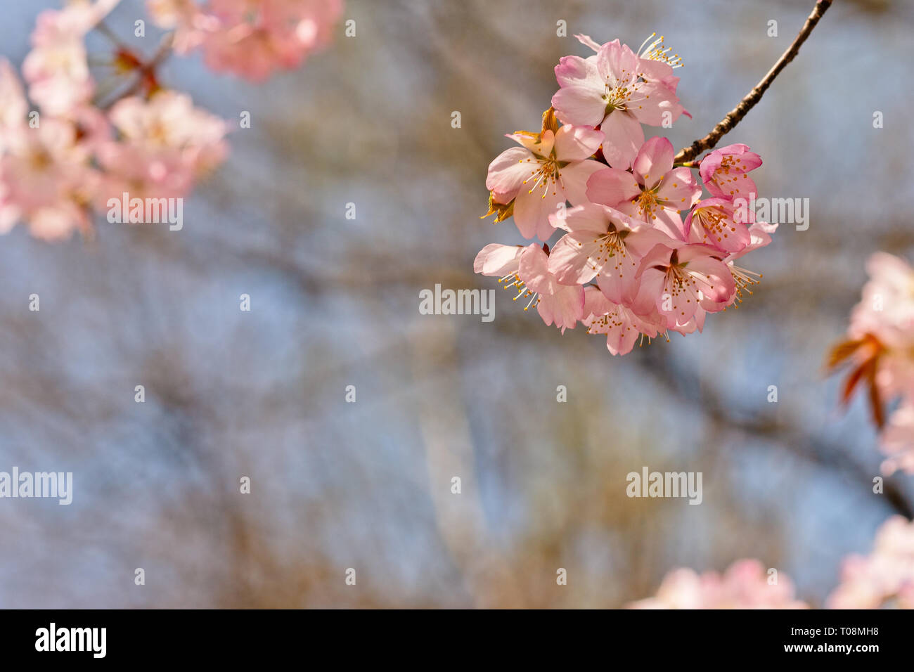 Sakura flowers or Japanese cherry blossoms in spring. Symbols of purity ...