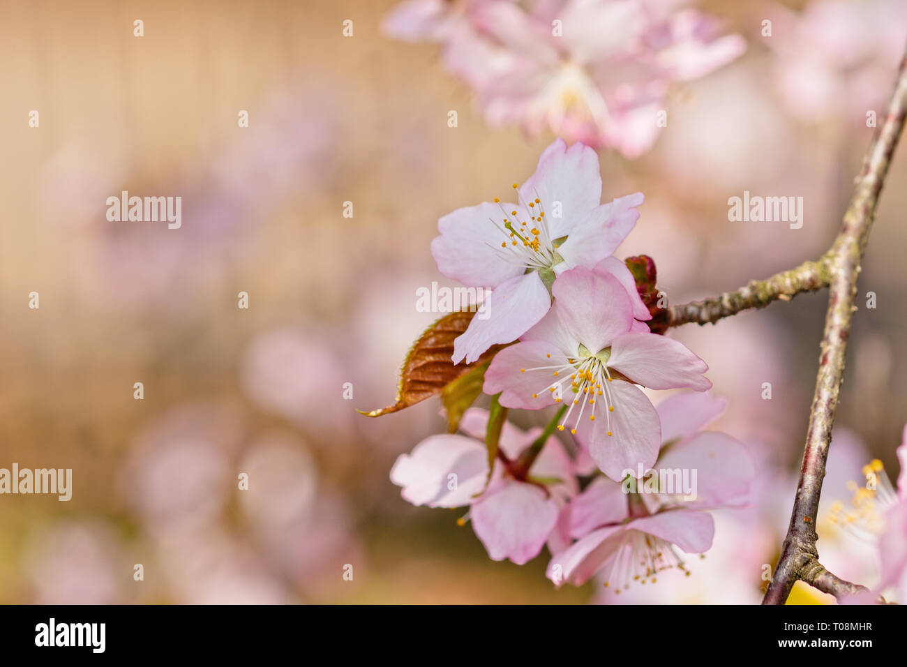 Sakura flowers or Japanese cherry blossoms in spring. Symbols of purity ...