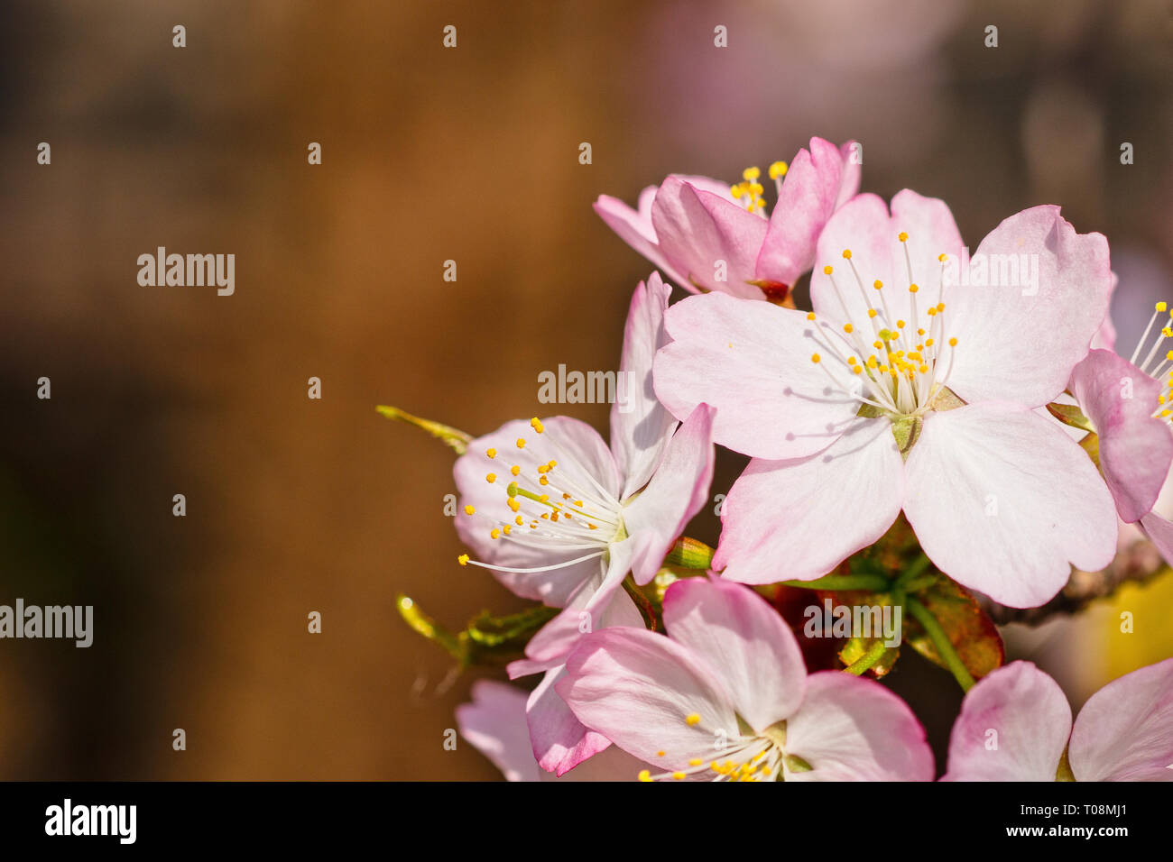Sakura flowers or Japanese cherry blossoms in spring. Symbols of purity ...