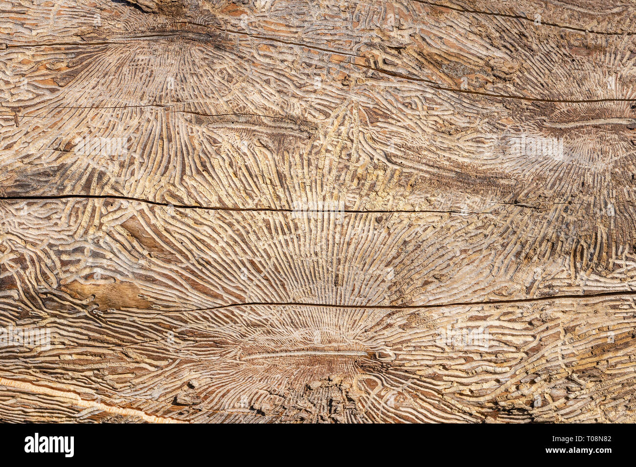 Pattern on tree trunk log after damage caused by bark beetle. Natural ...