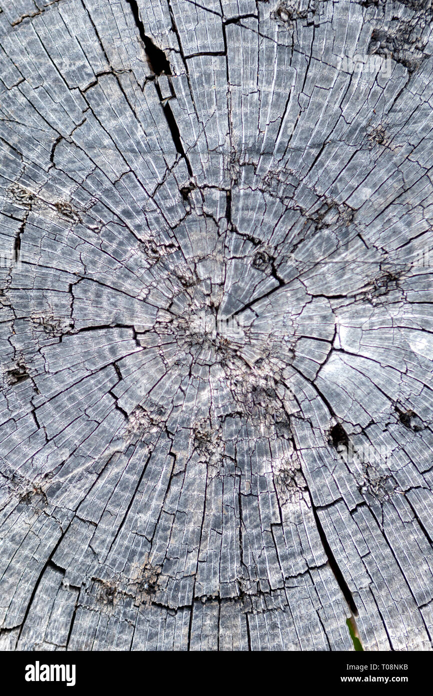 Closeup wooden cut Texture for wallpaper Stock Photo - Alamy