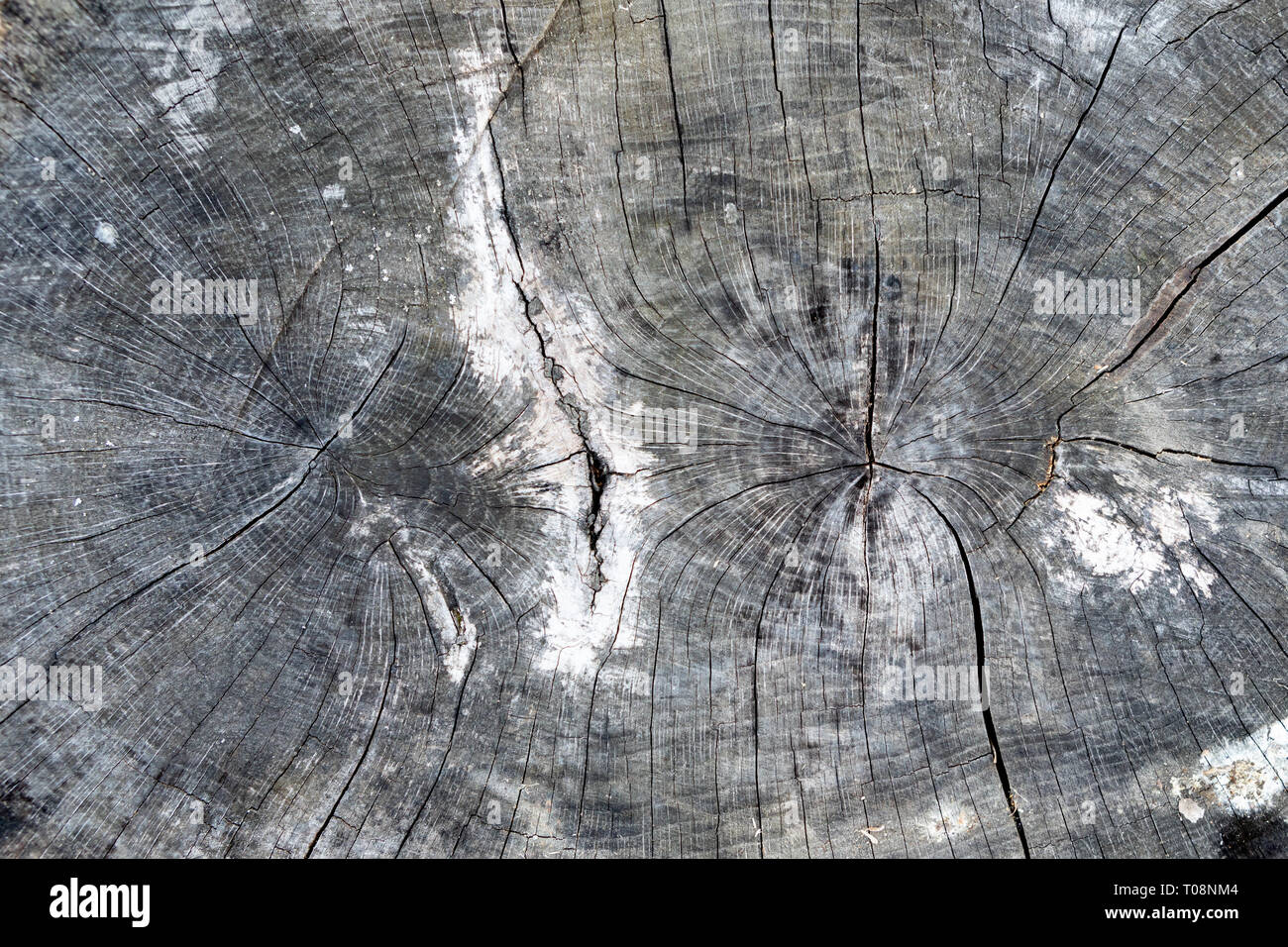 Closeup wooden cut Texture for wallpaper Stock Photo - Alamy