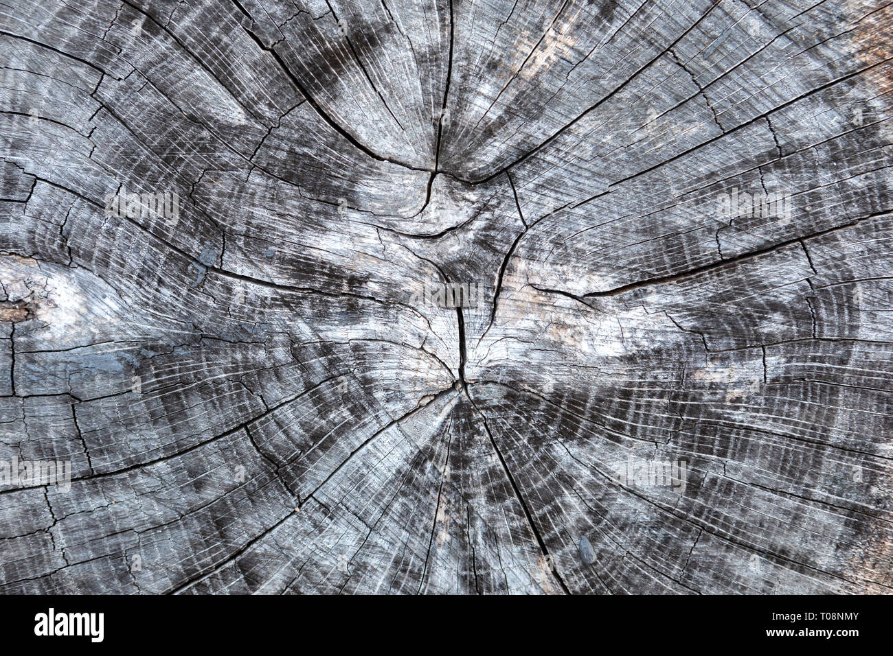 Closeup wooden cut Texture for wallpaper Stock Photo - Alamy