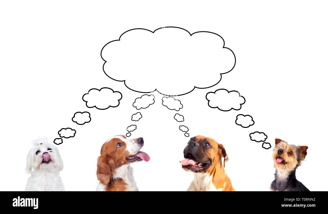 Pensive different dogs looking up isolated on a white background Stock ...