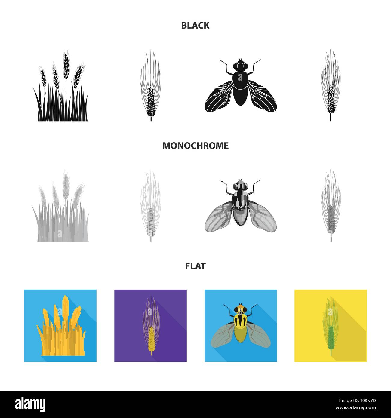 spring,barley,fly,spike,insect,winter,pest,land,control,cornfield,stop ...