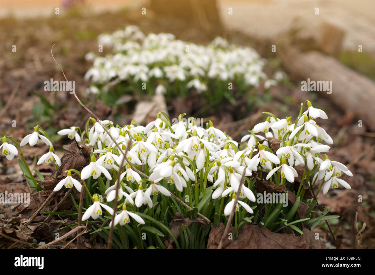 Field of beautiful snowdrops. Closeup of early spring white snow drop ...