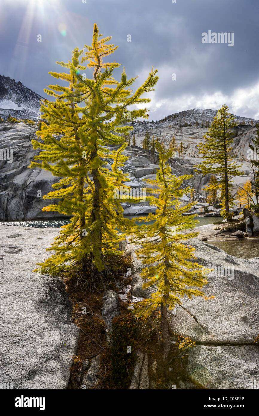 Larch trees changing their colors next to Leprechaun Lake, Enchantment ...