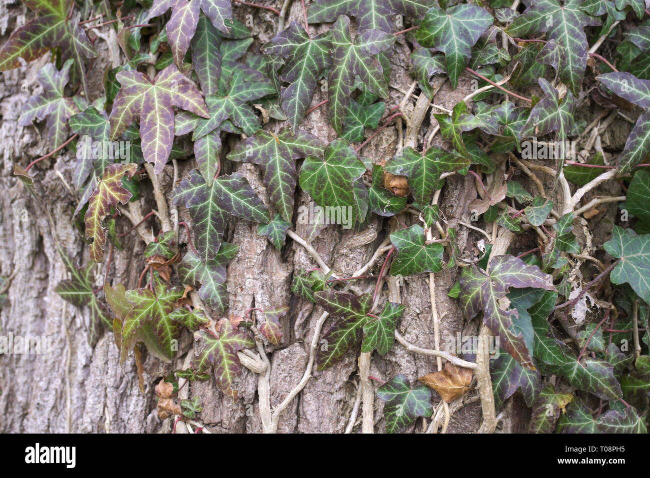 Ivy tree garden hi-res stock photography and images - Alamy