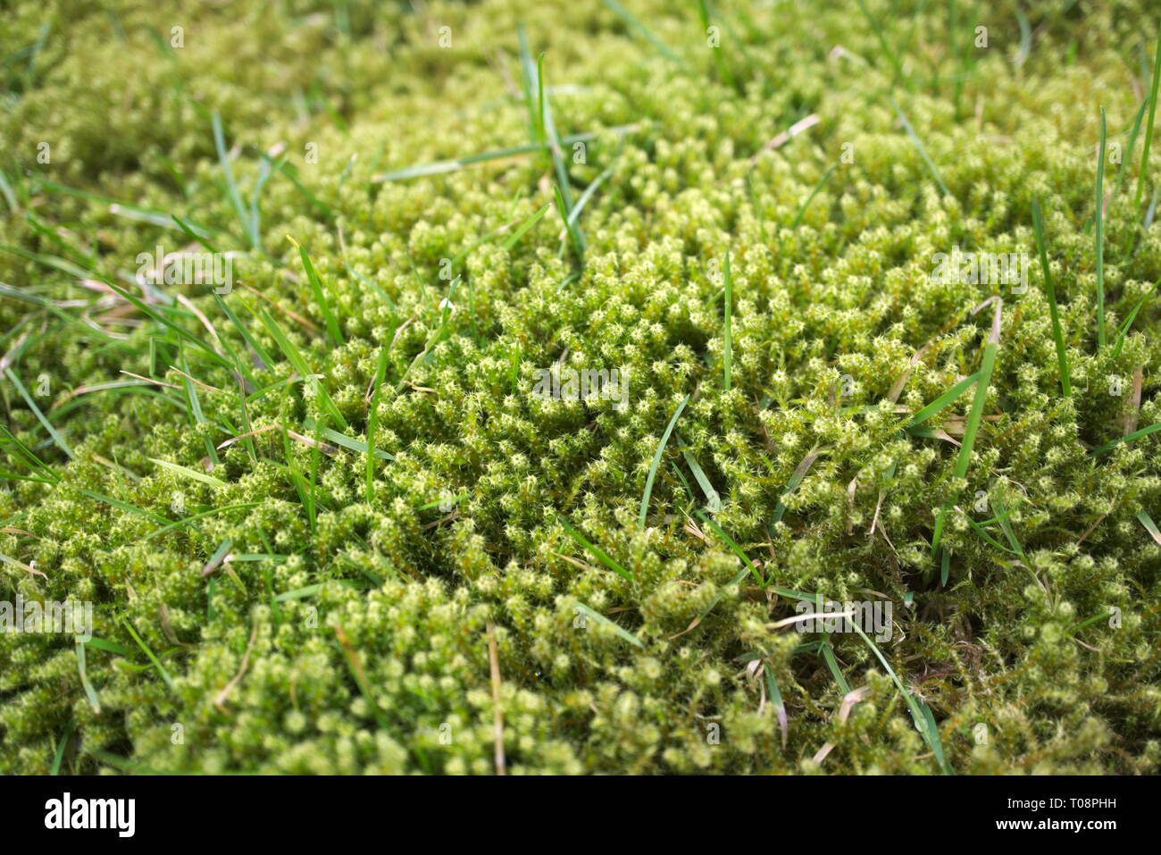 moss and blades of grass Stock Photo - Alamy