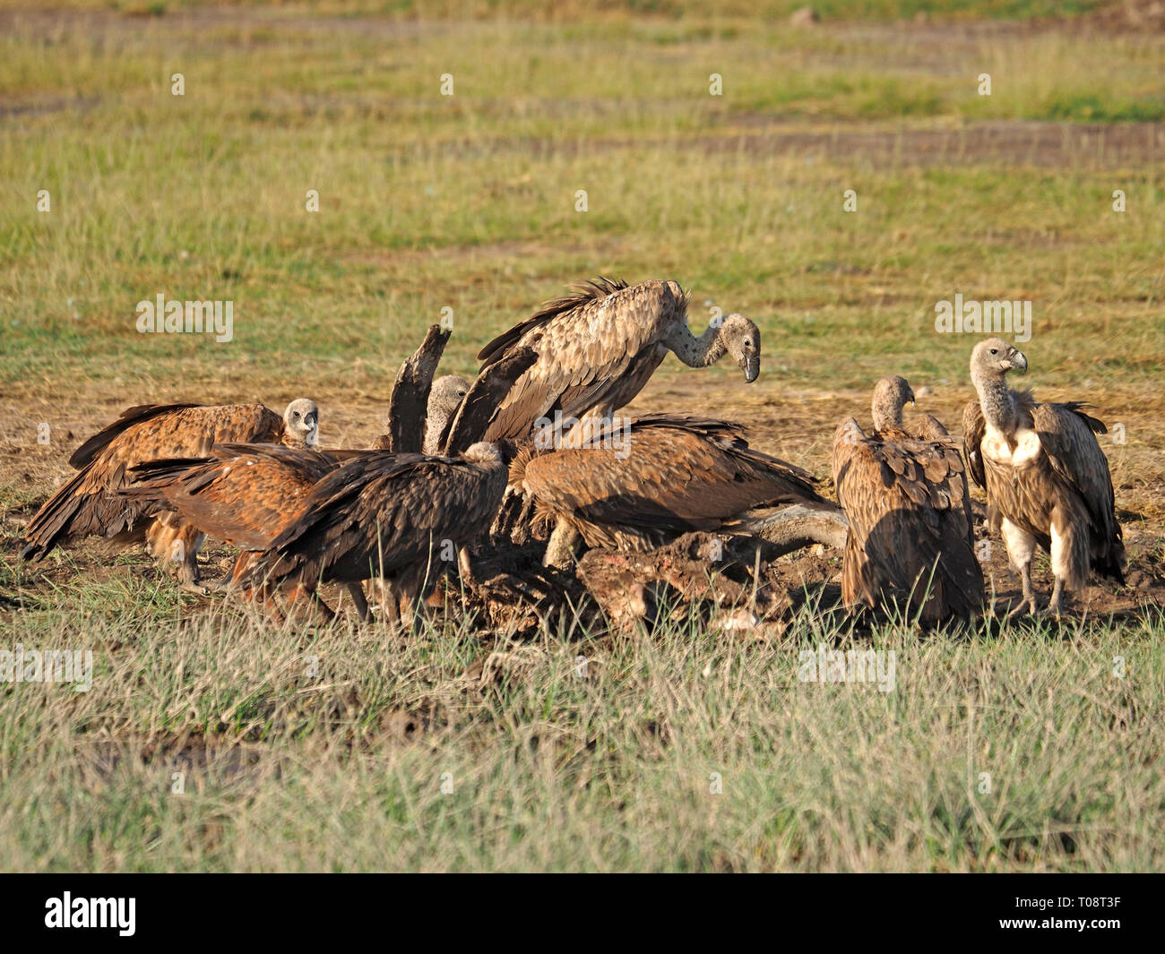 Buffalo carcase hi-res stock photography and images - Alamy