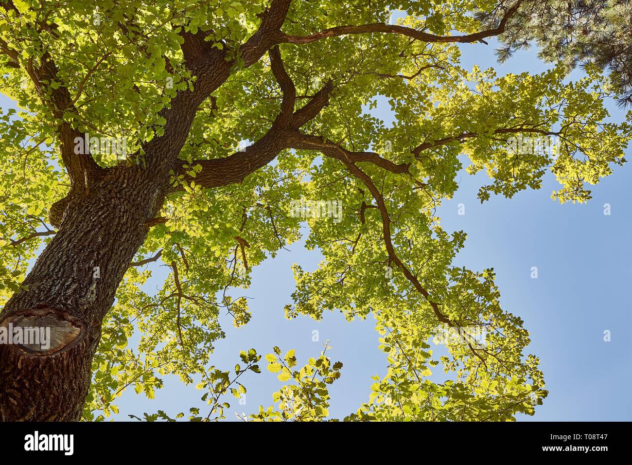 Spring Green Leaves Stock Photo - Alamy