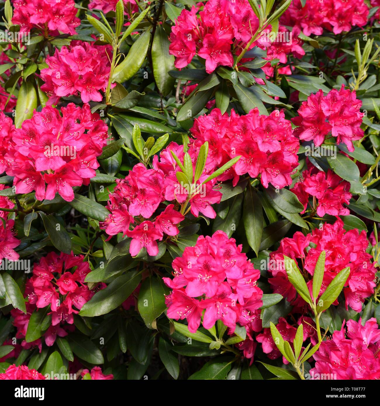 Blooming hybrid Azalia Rhododendron hybridum selection in a greenhouse ...
