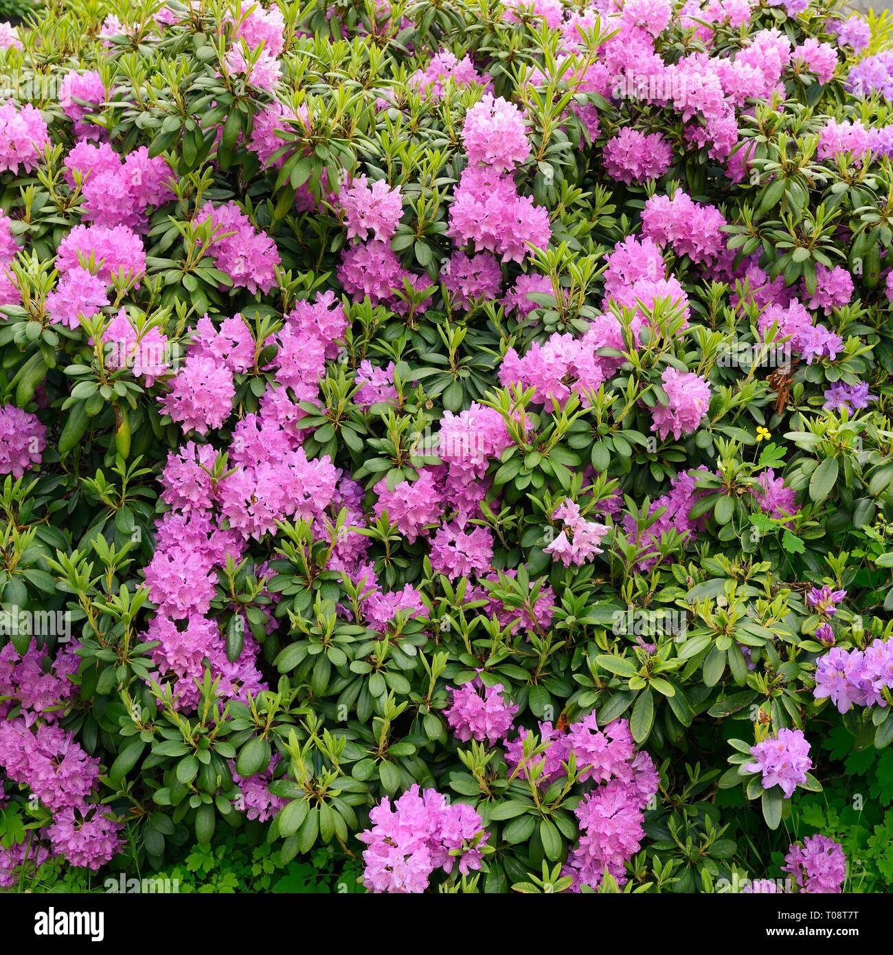 Blooming hybrid Azalia Rhododendron hybridum selection in a greenhouse ...